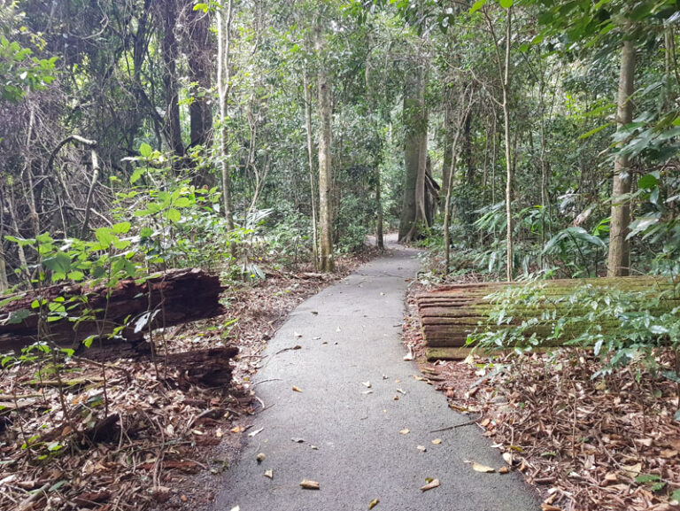 Strolling Around Fig Tree Walk On Sunshine Coast Hinterland, Australia ...